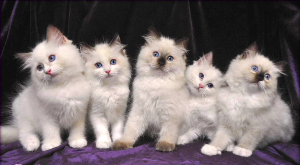 Ragdoll Kittens for Sale | Healthy & Socialized Ragdolls in Chicago ...