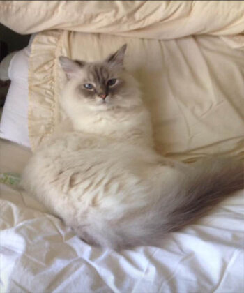 Blue Mitted Ragdoll: Everything You Need to Know About This Stunning ...