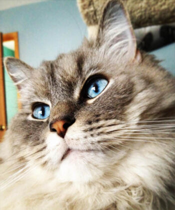 Blue Mitted Ragdoll: Everything You Need to Know About This Stunning ...