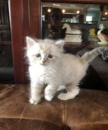 Blue Mitted Ragdoll: Everything You Need to Know About This Stunning ...