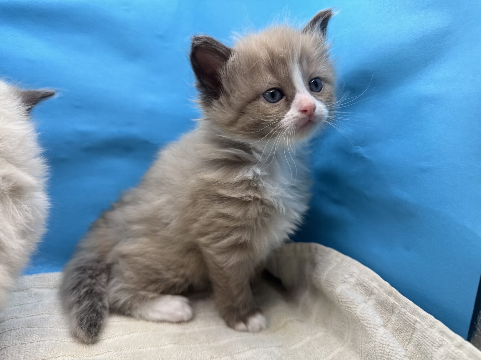 Mink Ragdoll Kittens in Chicago, Illinois, USA